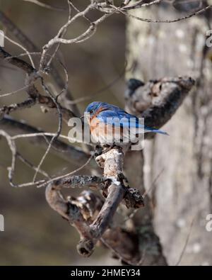 Closeup shot of the Eastern Bluebird perched on the angel statue ...