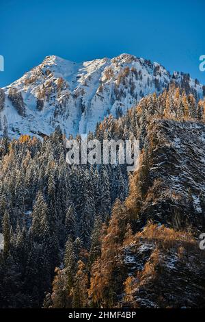 Snowy Mountains with colored European larch (Larix decidua) trees ...