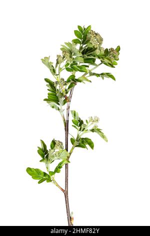 Mountain ash Burka (Sorbus Burka) (), isolated, woody plant, shrub ...