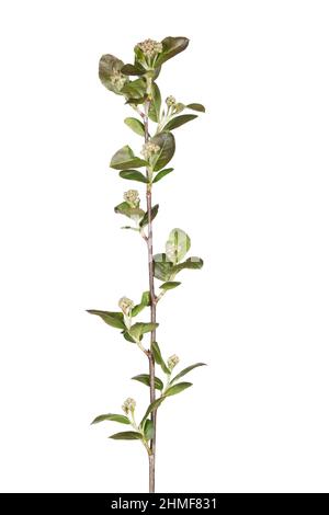 Chokeberry; chokeberry; black; chokeberry; dwarf birdberry Stock Photo ...