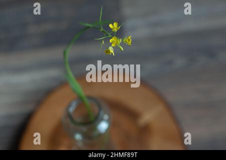 Small yellow arugula flower on the background of a pale orange curtain ...
