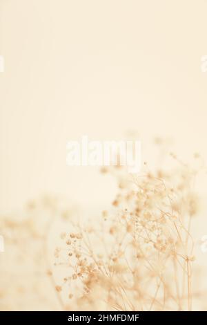 Dry flower branch, soft focus background Stock Photo - Alamy
