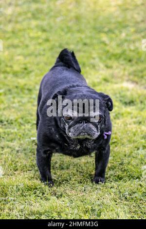 Black senior pug posing on green meadows Stock Photo - Alamy