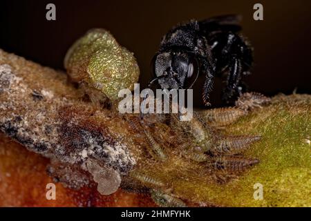 Stingless Bees, Family: Apidae, Tribe: Meliponini, Iquitos, Peru ...