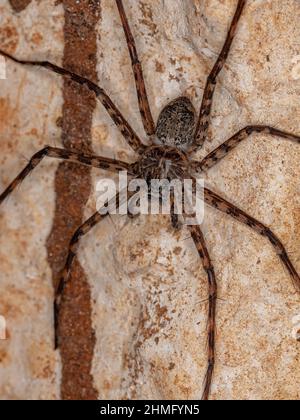 Adult Female Trechaleid Spider of the Family Trechaleidae Stock Photo ...