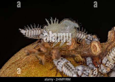Typical Treehoppers nymph of the Family Membracidae Stock Photo - Alamy