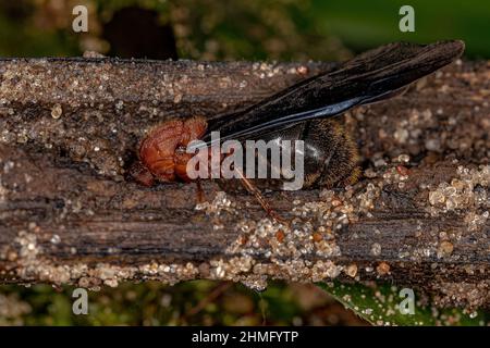 Adult Fire Ant of the Genus Solenopsis Stock Photo - Alamy