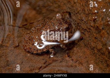 Adult Toad Bug of the Genus Gelastocoris Stock Photo - Alamy