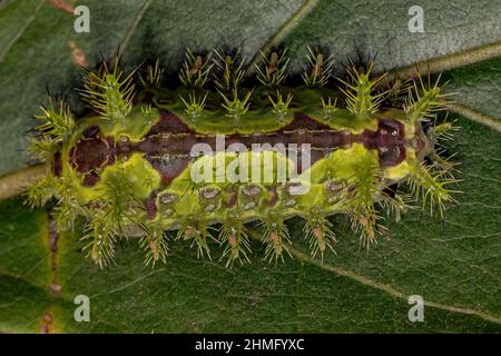 Euclea Slug Moth Caterpillar of the Genus Euclea Stock Photo - Alamy