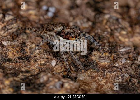 Small Male Gray Wall Jumping Spider of the species Menemerus bivittatus ...