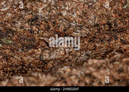 Common Barklice Insect of the Family Psocidae Stock Photo - Alamy
