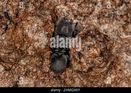 Adult Turtle Ant of the genus Cephalotes Stock Photo - Alamy