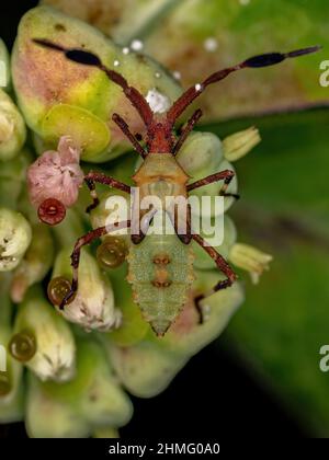 Leaf-footed Bug Nymph of the genus Catorhintha Stock Photo - Alamy
