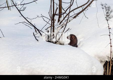 Neogale vison, American Mink Stock Photo - Alamy
