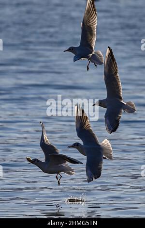 gulls fly over lake Ohrid, natural background Stock Photo - Alamy