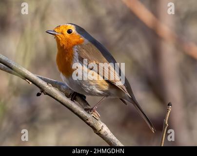 Selective focus shot of a cute robin bird perched on a branch Stock ...