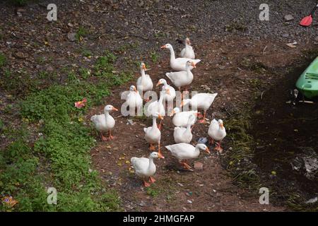 Group of indian swans together at lake Stock Photo - Alamy