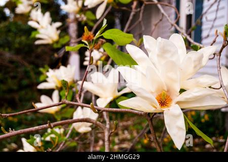 Believed to be the earliest known flowering plants, Magnolia trees ...
