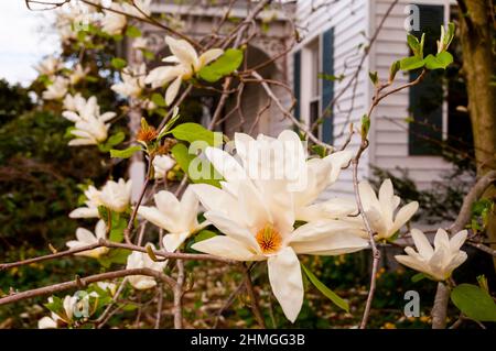 Believed to be the earliest known flowering plants, Magnolia trees ...