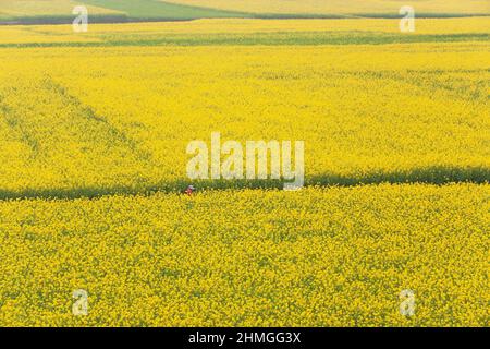 Aerial view of mustard field on the outskirts of Alwar in Rajasthan in ...