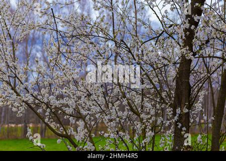 Flowering, plum tree, Germany Stock Photo - Alamy