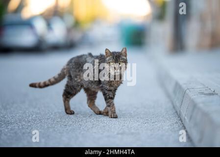 tabby stray cat with scruffy fur walking looking at camera on a road in ...