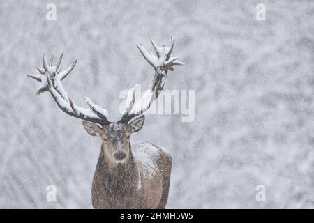 A red deer in a snow storm Stock Photo - Alamy