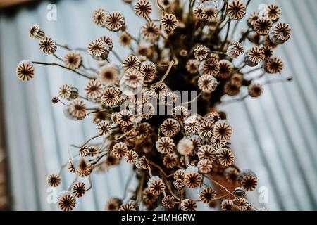 Dried Poppy Seed Heads Hangning Stock Photo - Alamy