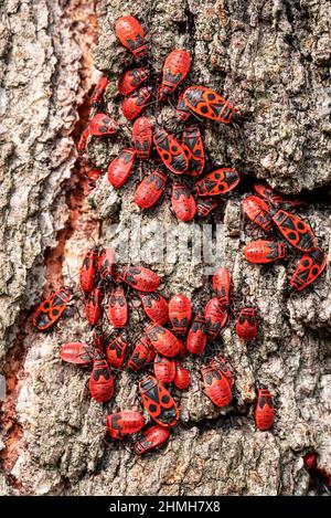 Firebug. A lot of red beetle insects on the bark of a tree in the ...