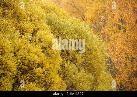 Salix fragilis Bullata, deciduous trees in autumn colored leaves ...