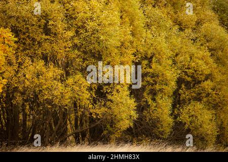 Salix fragilis Bullata, deciduous trees in autumn colored leaves ...