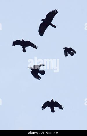 Crows, Rook, Corvus frugilegus, flock, in flight Stock Photo - Alamy