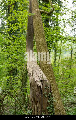 Forest, tree damage from windbreak Stock Photo - Alamy