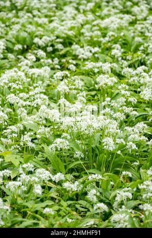 Wild garlic carpet in forest ready to harvest. Ramsons or bear's garlic ...