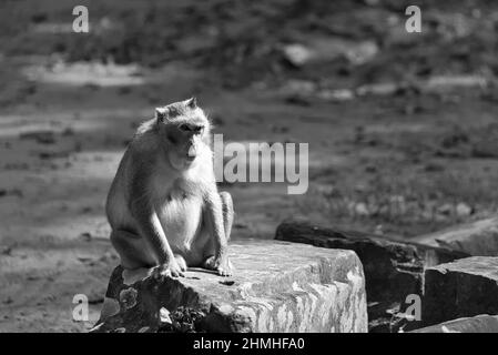 Long tailed macaque sitting on a tree root Stock Photo - Alamy