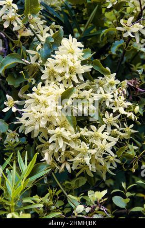 New Zealand clematis Clematis paniculata New Zealand Stock Photo - Alamy