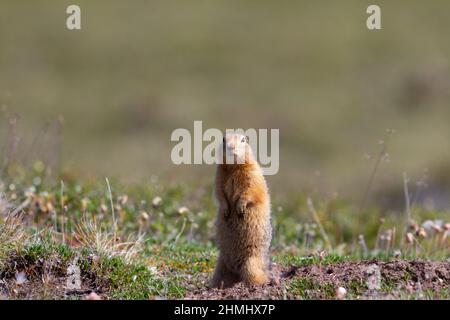 Ground squirrel, also known as Richardson ground squirrel or siksik (in ...