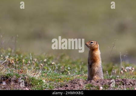 Ground squirrel, also known as Richardson ground squirrel or siksik (in ...