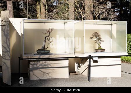 Bonsai trees on display outdoors at the Pacific Bonsai Museum in ...
