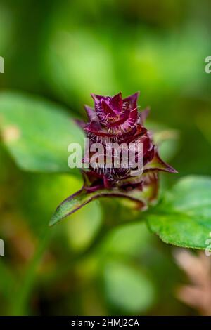 Prunella vulgaris flower growing in meadow, close up shoot Stock Photo ...