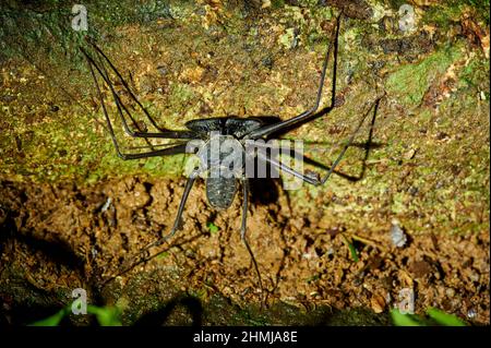 Whip spider or tailless whip scorpion (Amblypygi), Likoma Island, Lake ...
