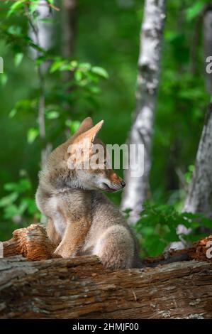 Coyote Pup (Canis latrans) Looks Back To Right on Log Summer - captive ...