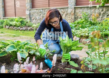 Woman planting hosta bush plant on flower bed, using shovel tools ...