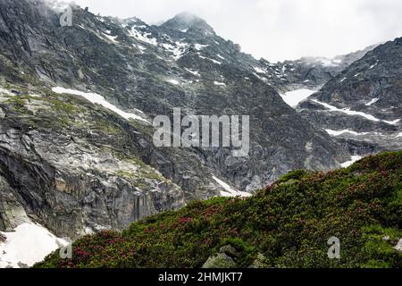 Alpenrosen und alpine Flora oberhalb von Handegg im Berner Oberland ...