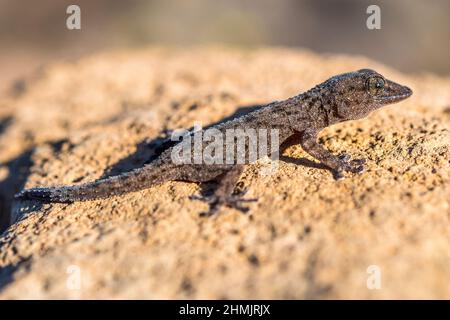 Tarentola delalandii endemic gecko Reptiles Canary Islands Tenerife ...