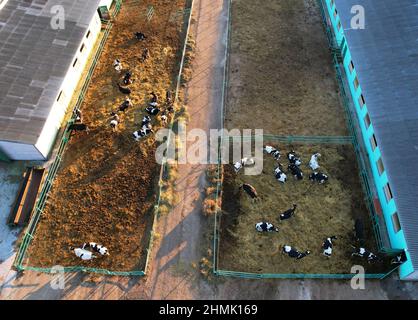 Cowshed with cows near farm, aerial view. Farm of cattle Stock Photo ...