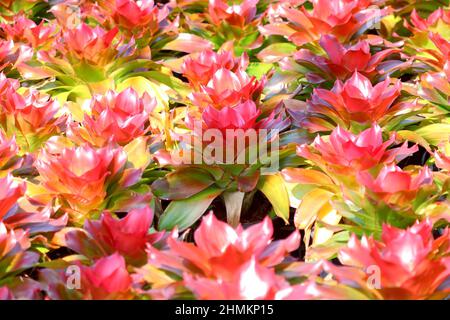 photo of bromeliad guzmania magnifica flower in garden Stock Photo - Alamy