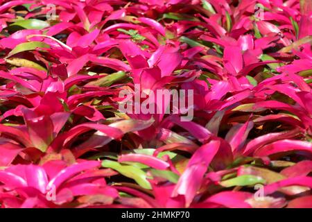 photo of bromeliad guzmania magnifica flower in garden Stock Photo - Alamy