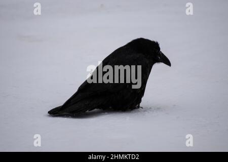 Raven at a Walmart parking lot in Whitehorse, Yukon, Canada Stock Photo ...