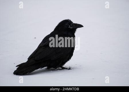 Raven at a Walmart parking lot in Whitehorse, Yukon, Canada Stock Photo ...